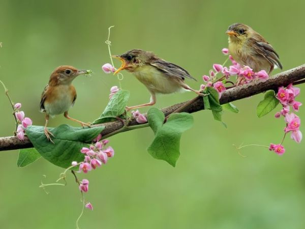 Our Experience - Satya Anantham